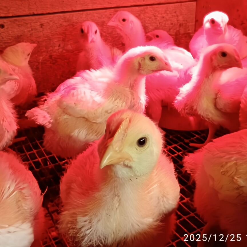 Цыплята бройлеры кобб 500