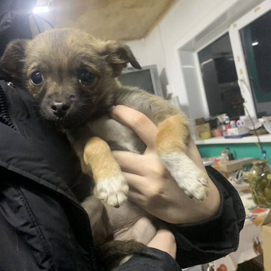 Найденыш в добрые руки