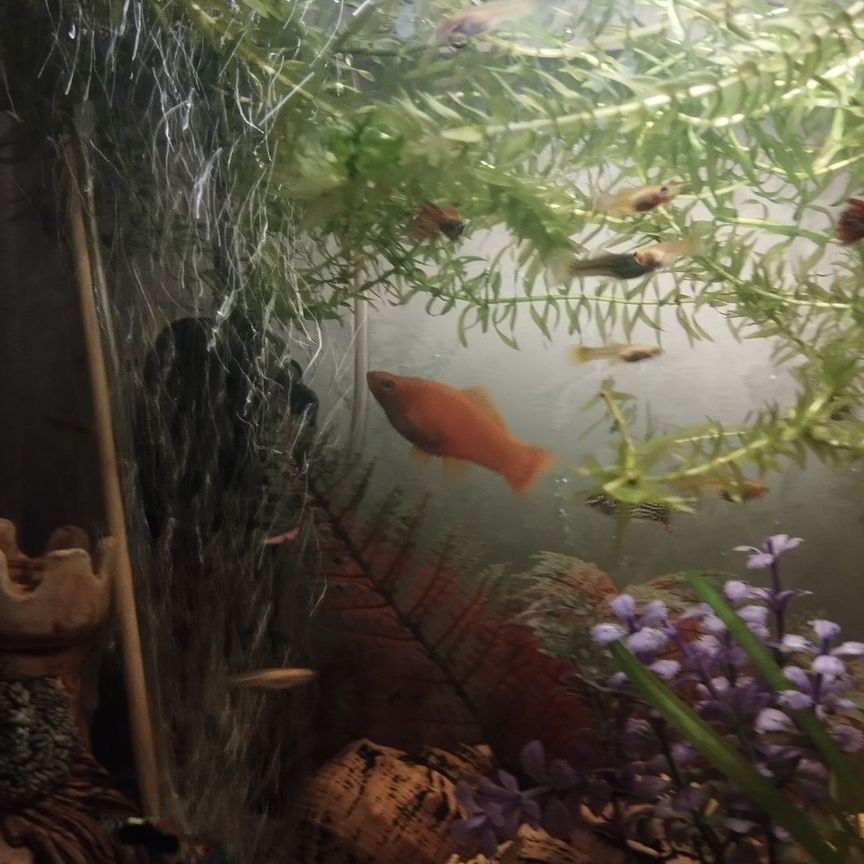 Аквариумные рыбки