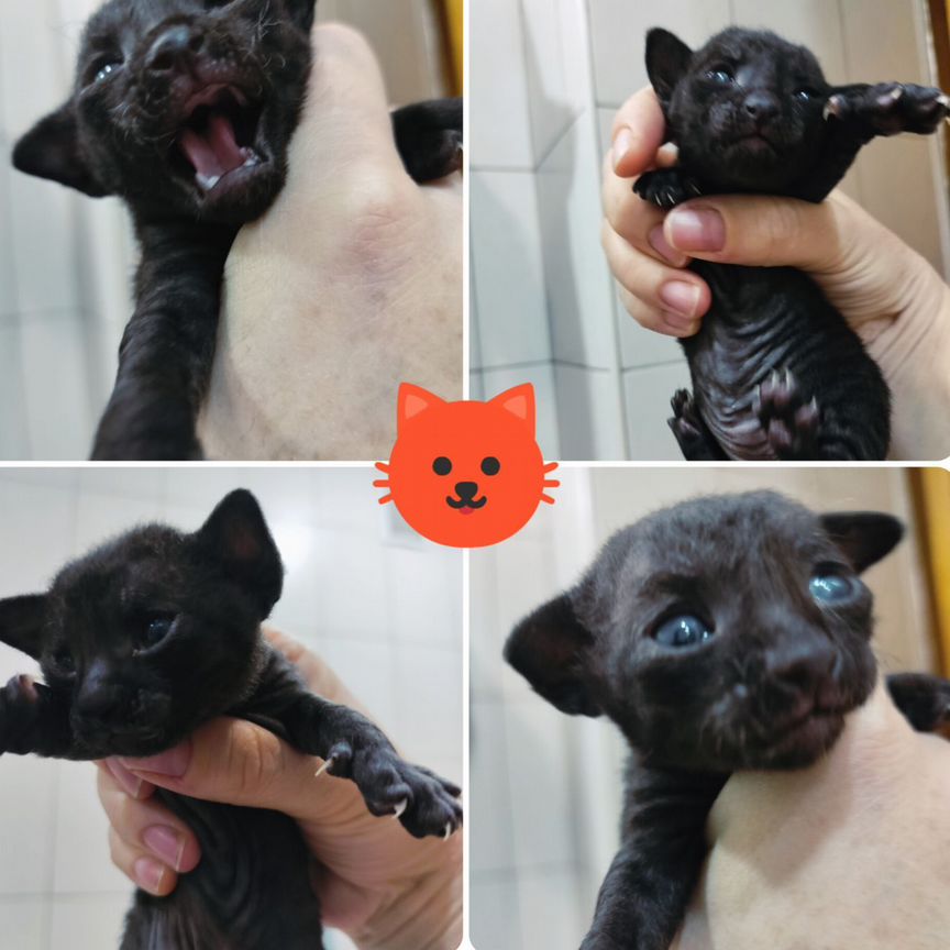 Котята корниш-рекс