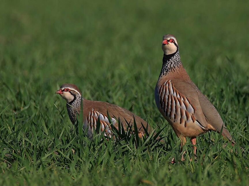 Инкубационное яйцо Кеклика Каменная куропатка
