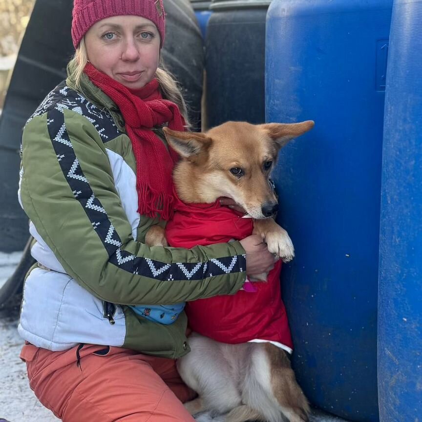 Взрослая собака в добрые руки