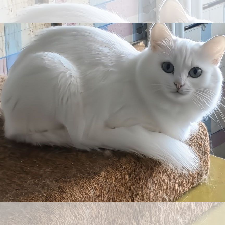 Взрослая, Девочка кошка в добрые руки