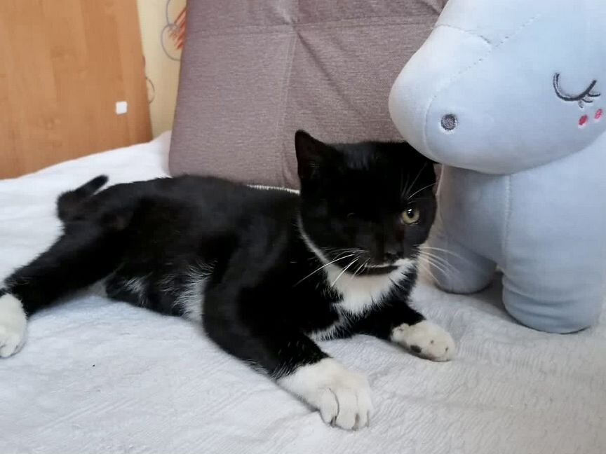 Черный котик Тимофей