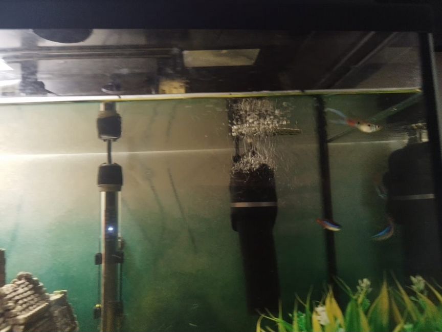 Аквариумные рыбки отдам бесплатно