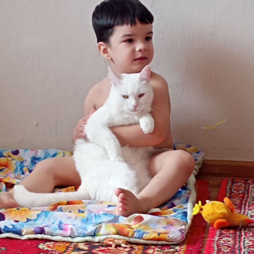 Кот турецкая ангора