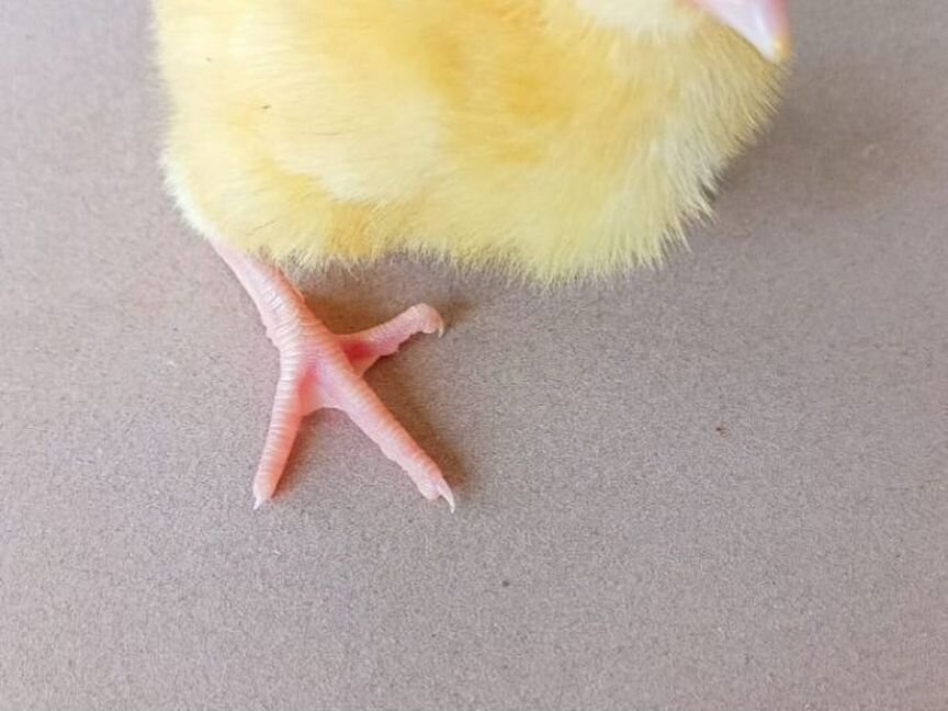 Цыплята бролер. Кросс смена 9