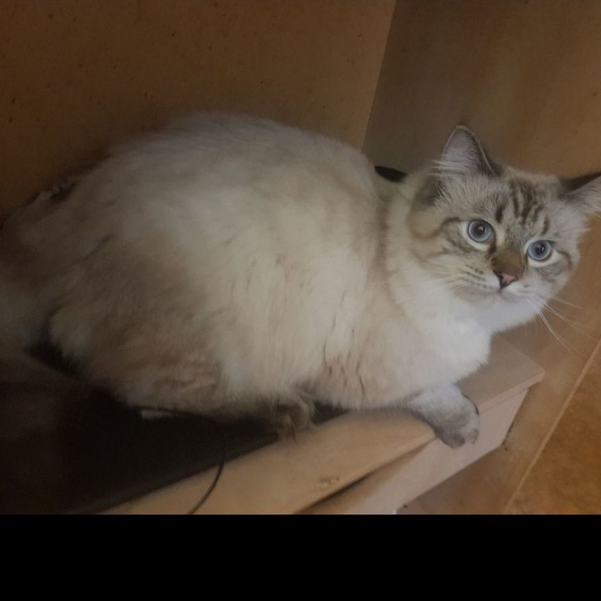 Невский маскарадный кот, взрослый