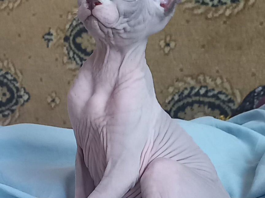 Котята бамбино
