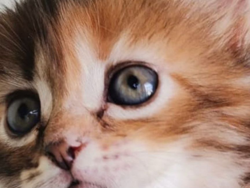 Сибирские котята
