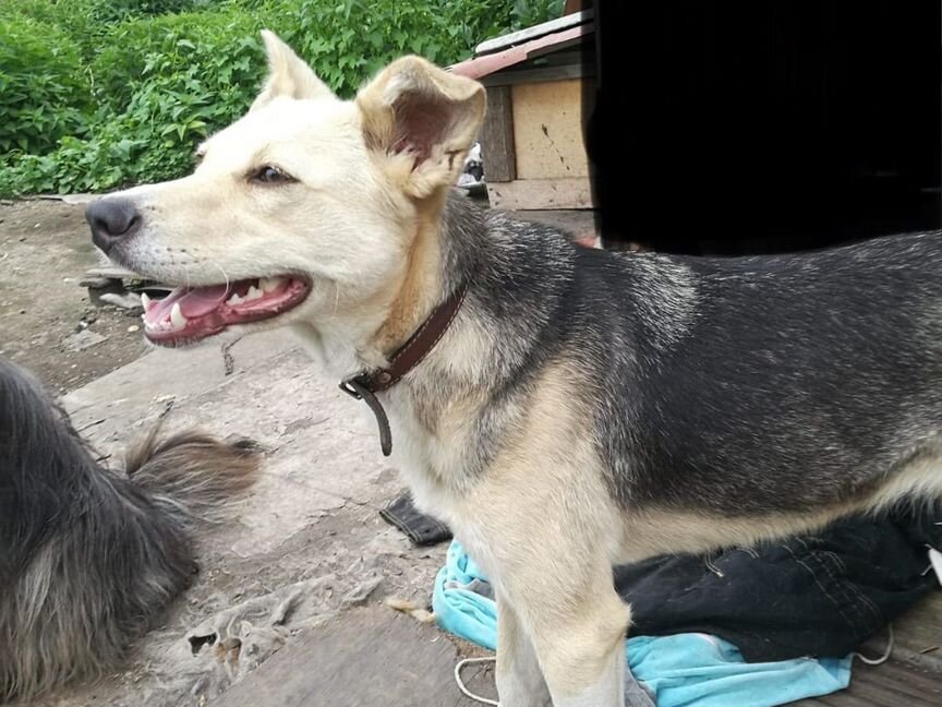 Собака в добрые руки