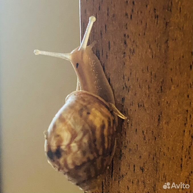 Улитки ахатины