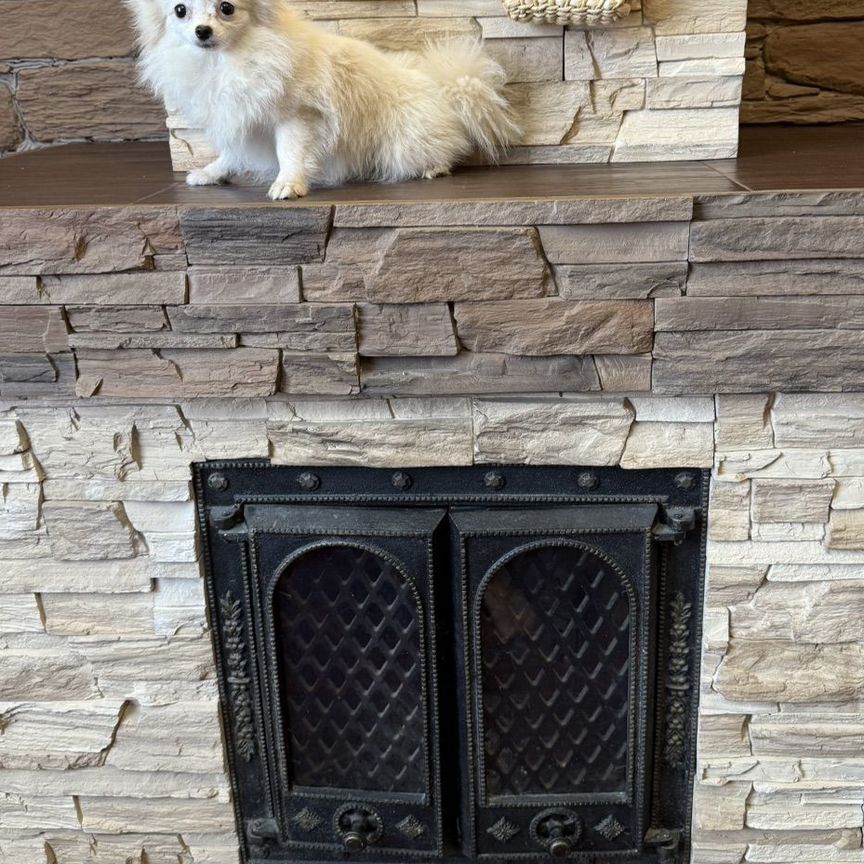 Померанский шпиц, взрослая собака