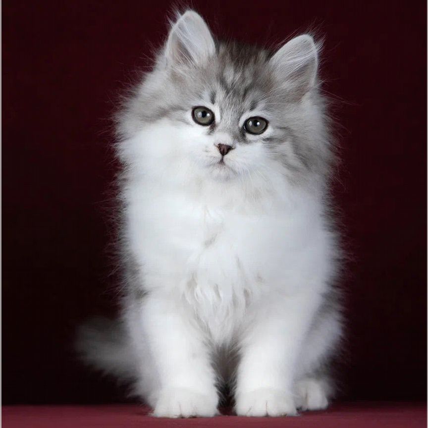 Сибирский котёнок