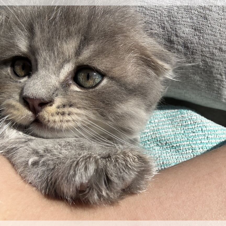 Шотландский вислоухий длинношёрстный котёнок