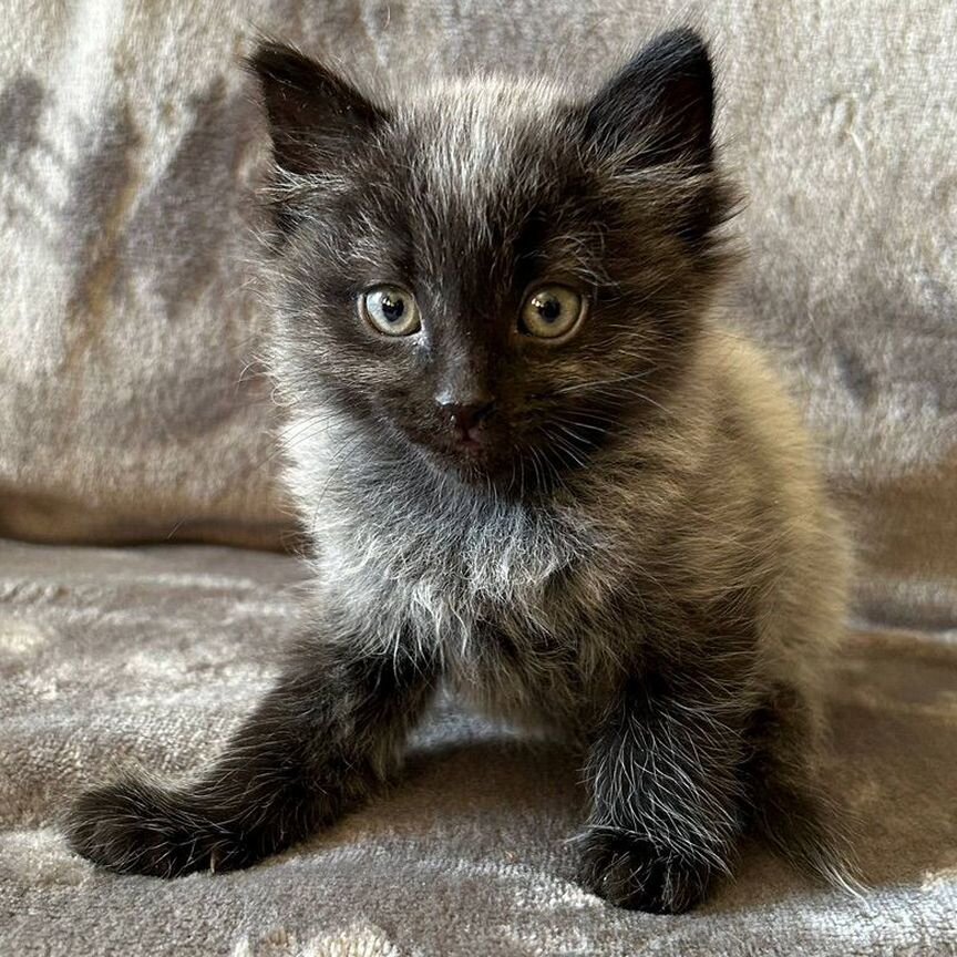 Котёнок от частного владельца