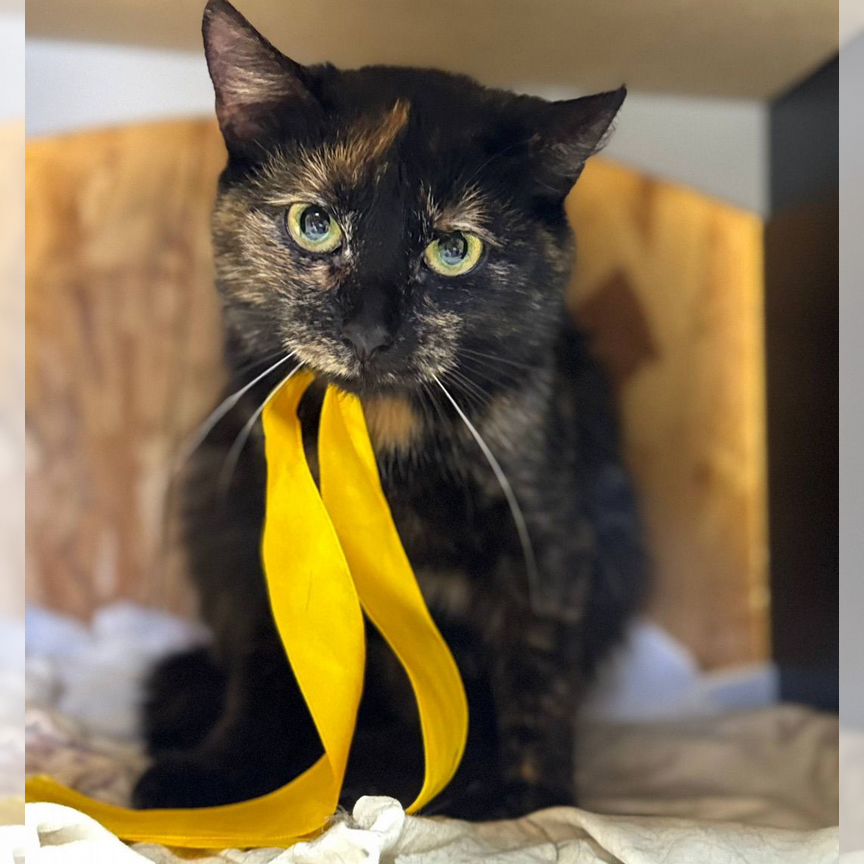 Взрослая, Девочка кошка в добрые руки