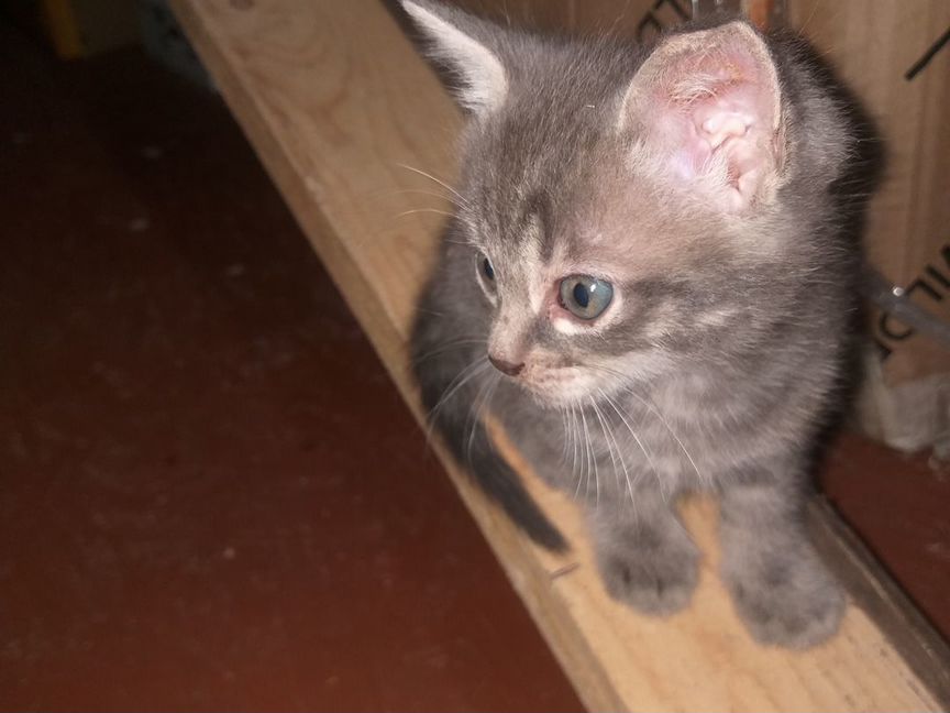 Пушистик-исследователь. Месяц с веселым хвостиком