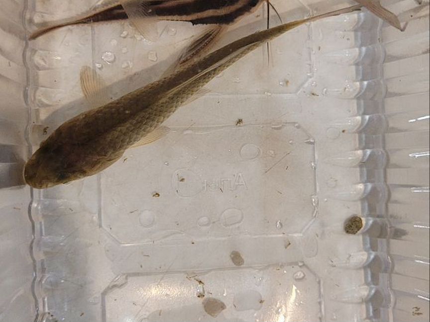 Аквариумнык Рыбки бесплатно