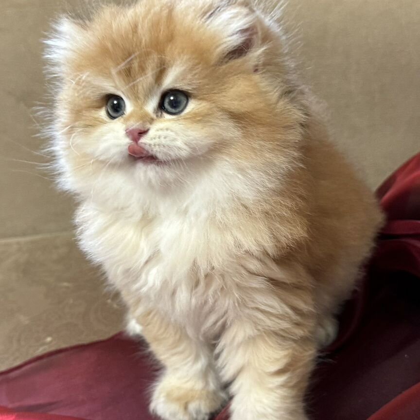 Котята британская золотая шиншилла