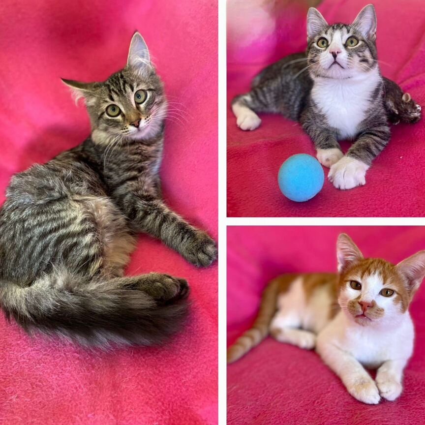 Котята в добрые руки