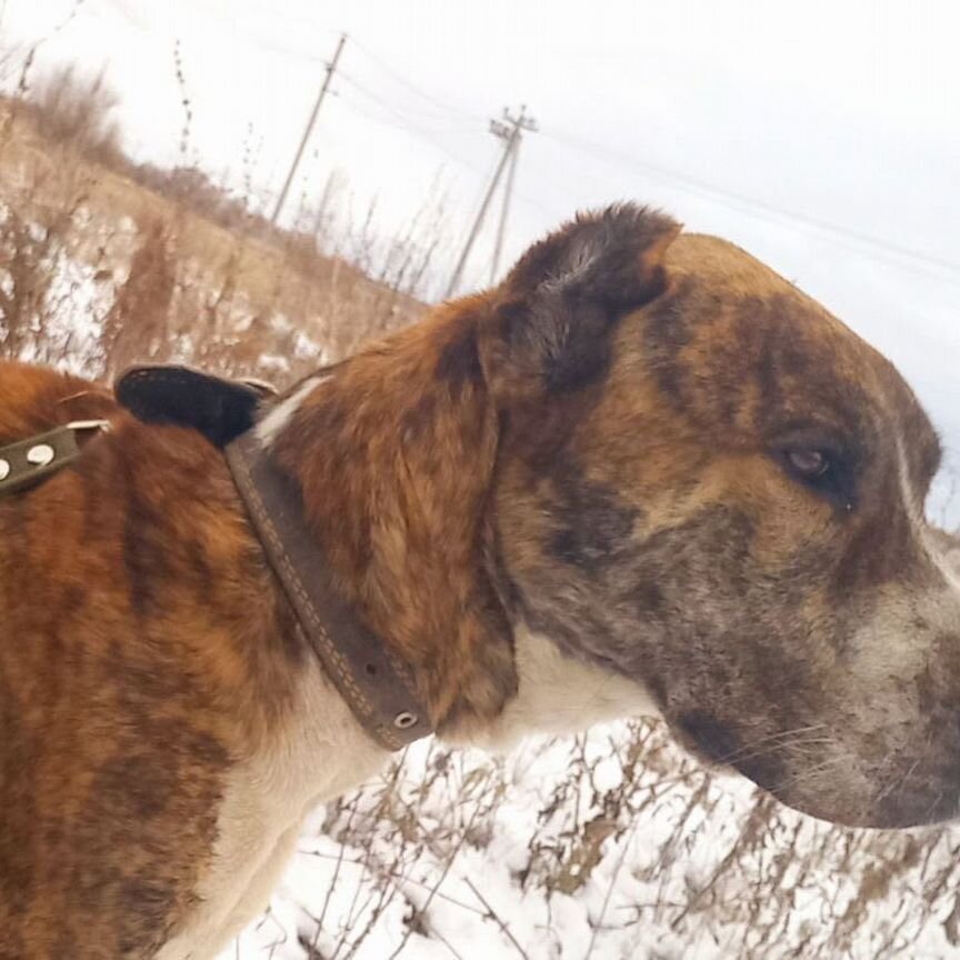 Метис алабая мальчик Тайсон в добрые руки