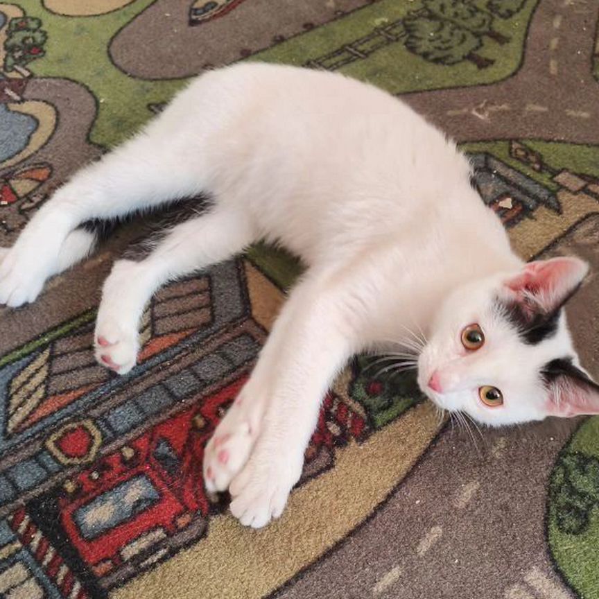 Сибирский котёнок