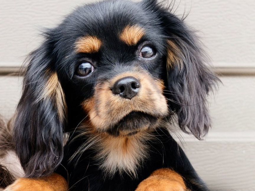 Девочка кавалер кинг чарльз спаниель