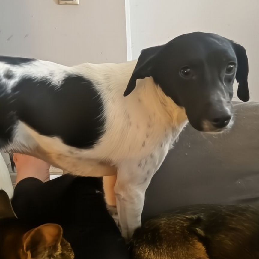 Щенок в добрые руки