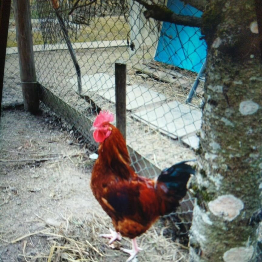 Петух молодой домашний