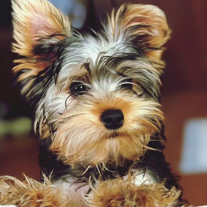 Йоркширский терьер, щенок