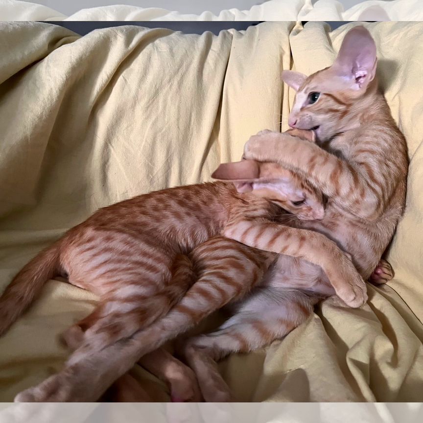 Ориентальный котёнок