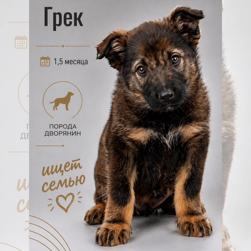 Щенок в добрые руки