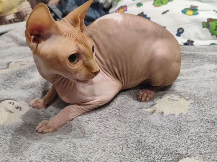 Канадский сфинкс кошка