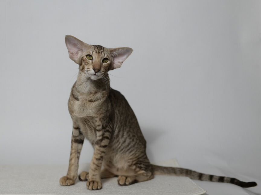 Ориентальный кот