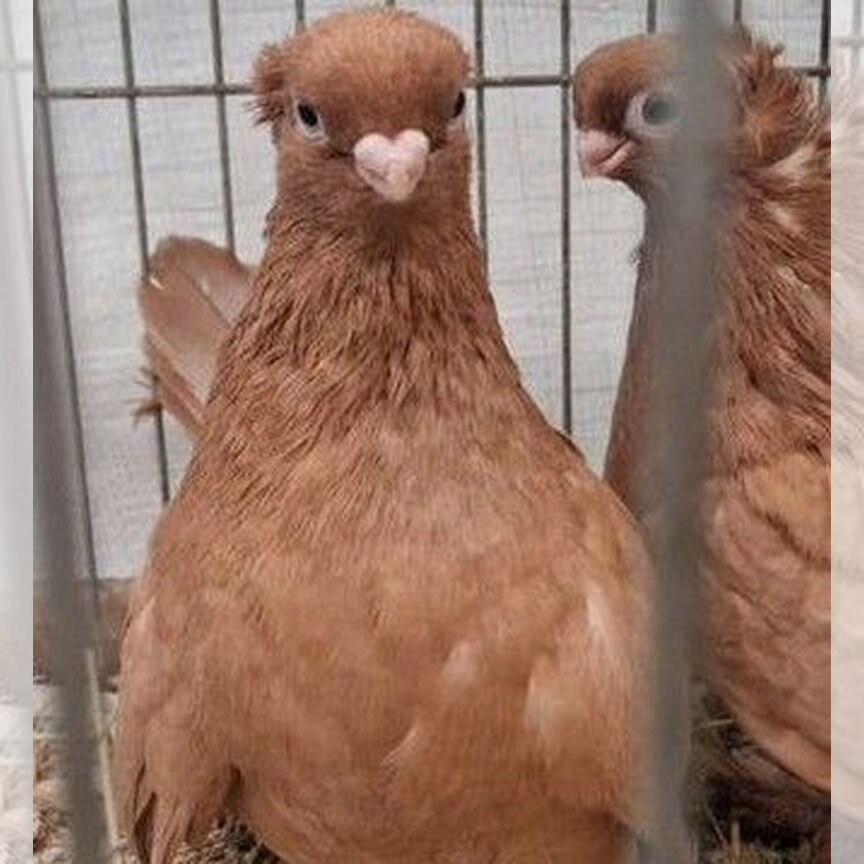 Продажа голубей