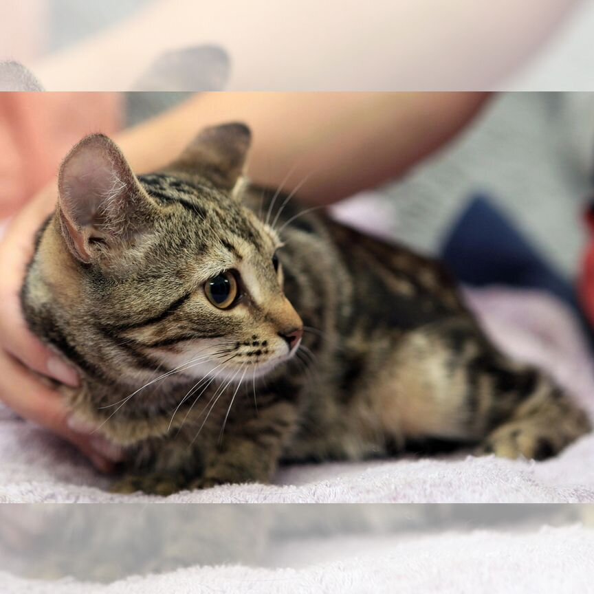 Котенок девочка Герда 4 мес