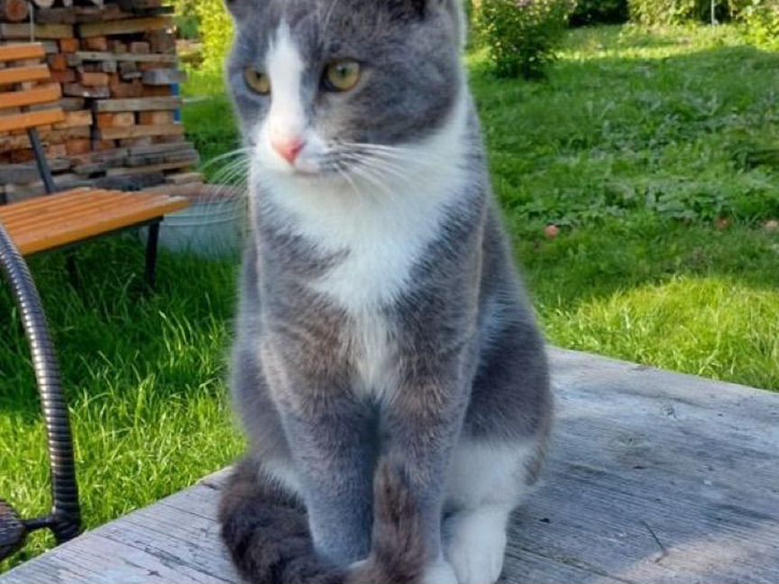 Котенок 5 месяцев