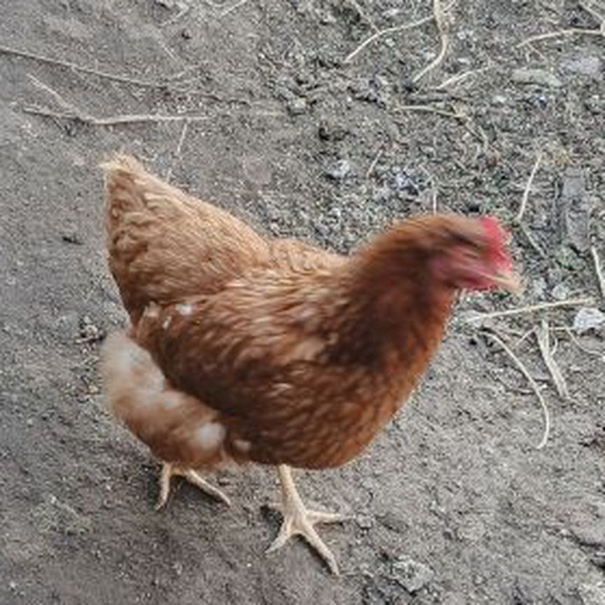 Куры несушки продам