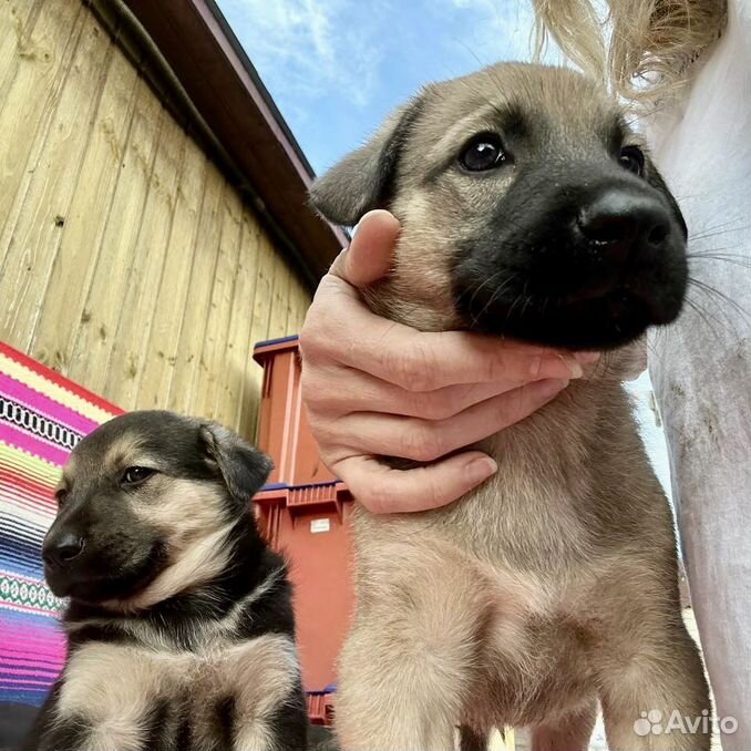 Щенки в дар мальчики и девочка