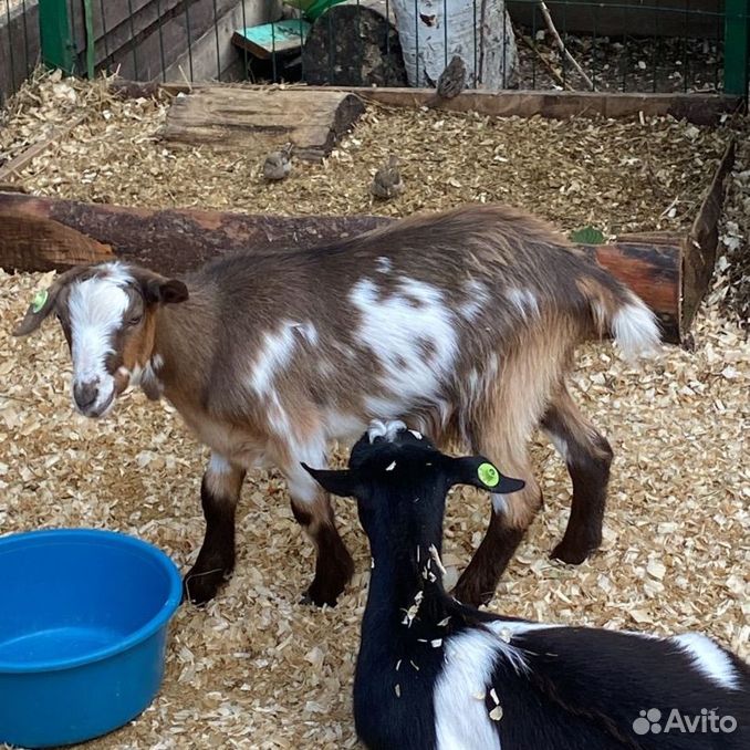 Козы домашние