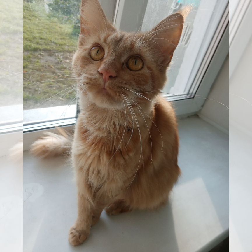 Отдам в добрые руки кошку Мен Кун