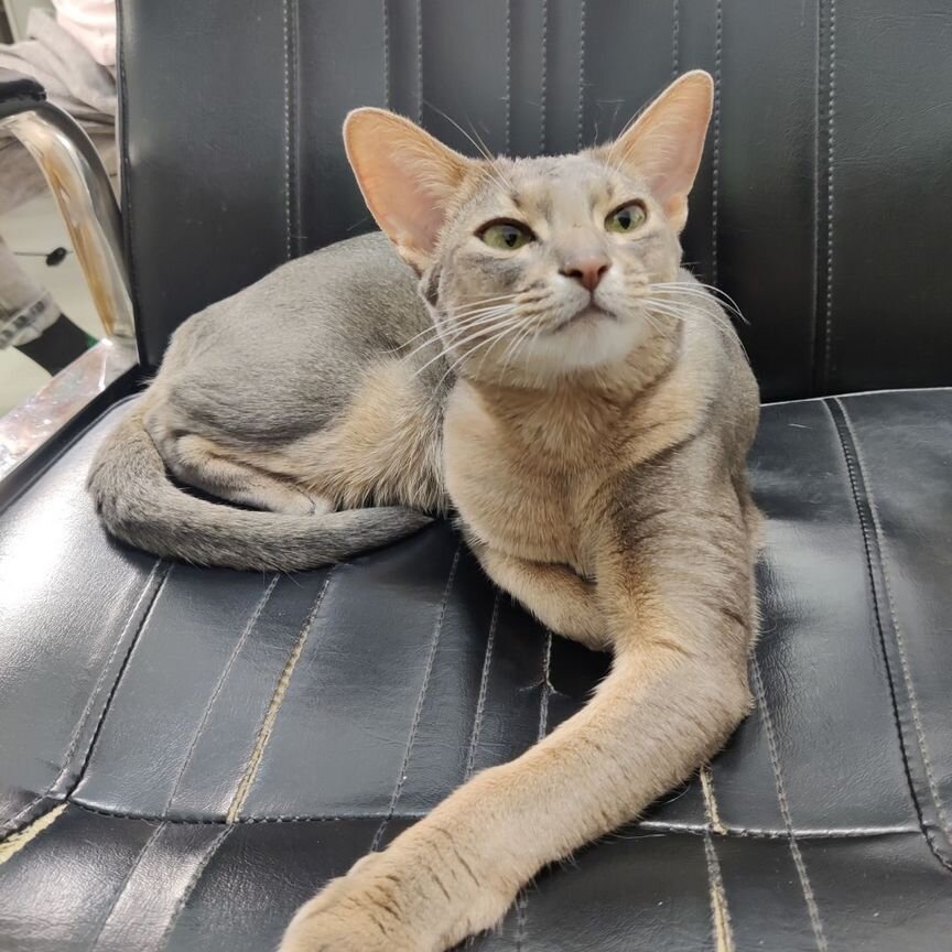 Абиссинская кошка, 2 года