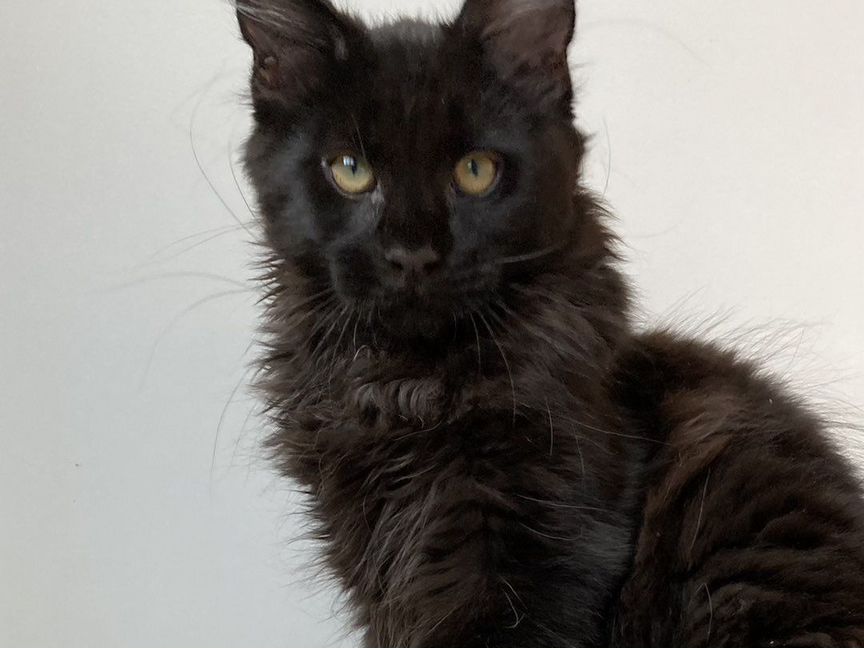 Котята мейн-кун питомник