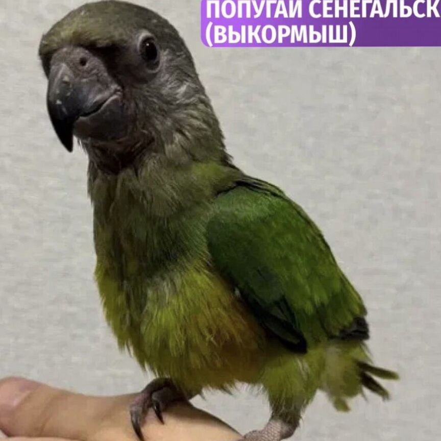 Попугай Сенегальский выкормыш