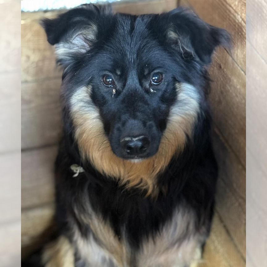 Собачка Муля ищет дом