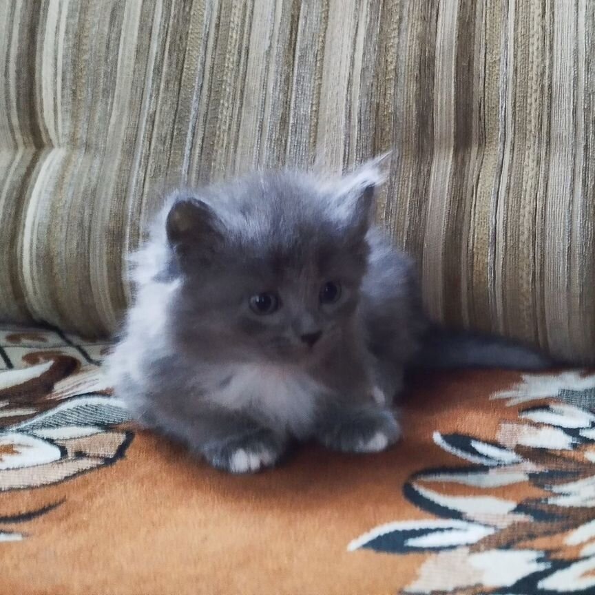 Котенок в добрые руки