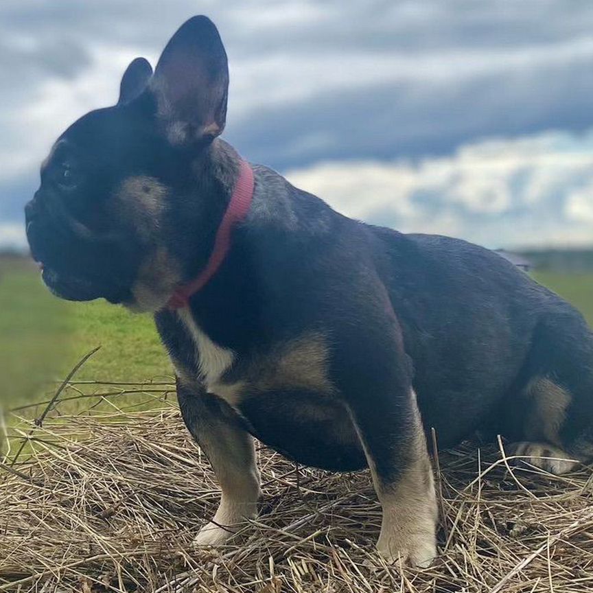 Французский бульдог, взрослая собака