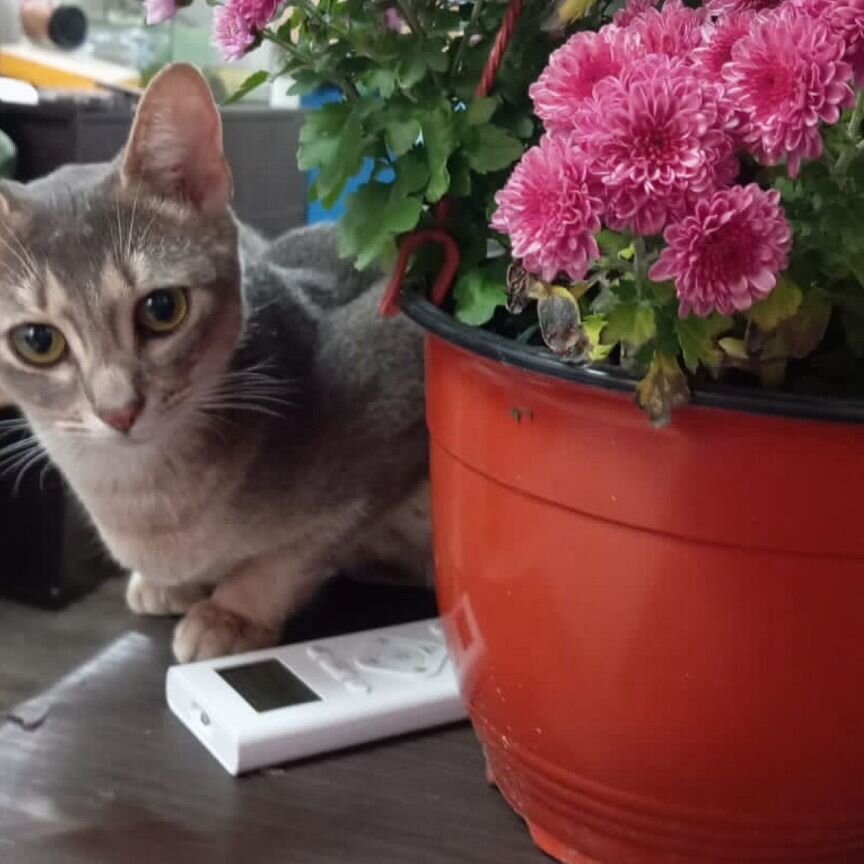 Абиссинская кошечка