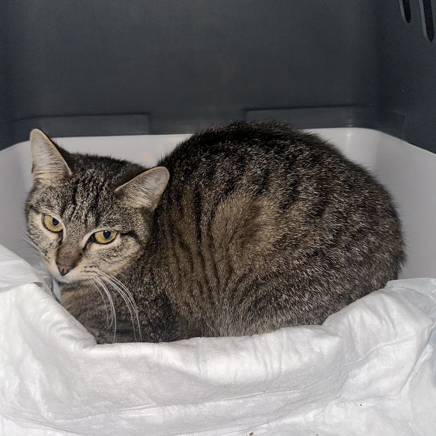 Кошка Камила в добрые руки